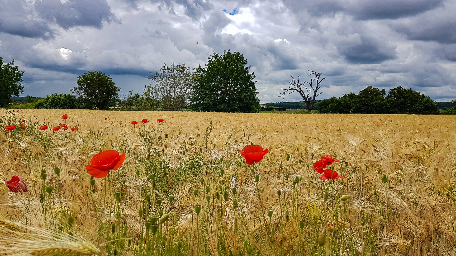 Flore et faune en Ile de France - Rando Evasion 91